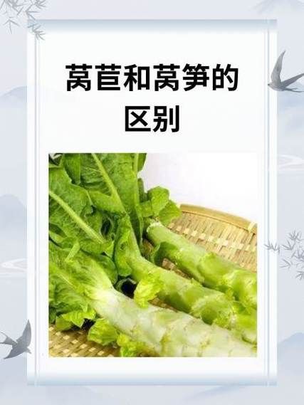 莴笋尖的营养价值_莴笋尖怎么吃最营养-第2张图片-山城妙识