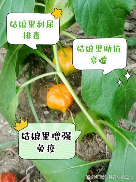 菇娘果的功效与作用_菇娘果怎么吃最好-第3张图片-山城妙识