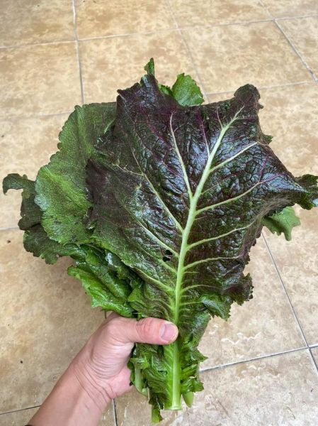 芥菜俗名叫什么_芥菜各地叫法大全-第3张图片-山城妙识