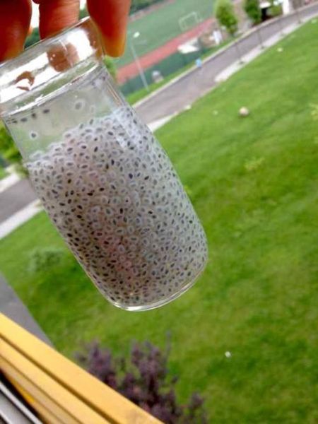 兰香子图片_兰香子泡水后长什么样-第3张图片-山城妙识