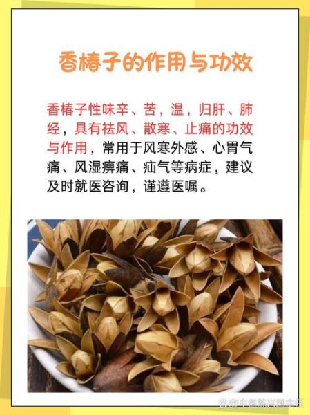 香椿子有什么功效_香椿子怎么吃效果最好-第1张图片-山城妙识