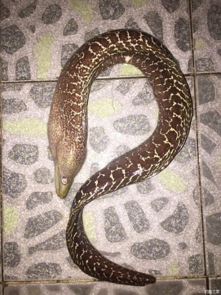 花鳗鱼多少钱一斤_花鳗鱼和鳗鱼价格区别-第2张图片-山城妙识 花鳗鱼多少钱一斤_花鳗鱼和鳗鱼价格区别-第2张图片-山城妙识