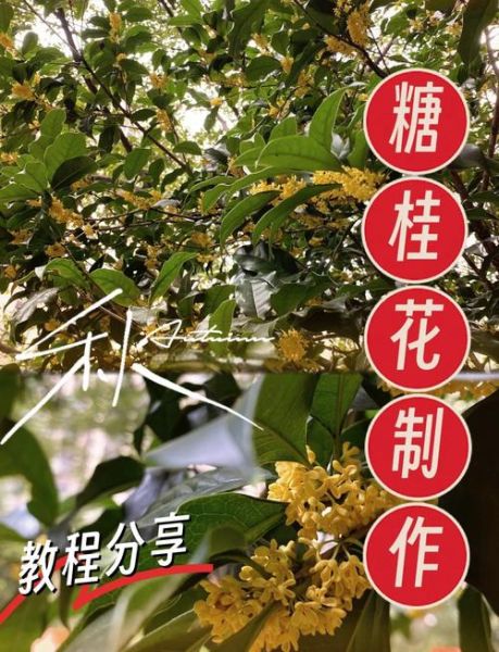正宗桂花糖怎么做_家庭自制桂花糖步骤-第2张图片-山城妙识