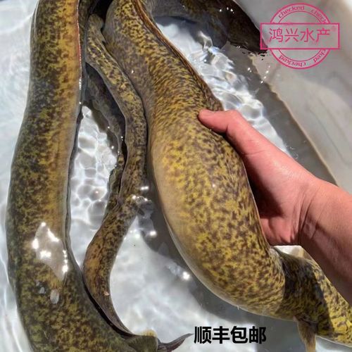 花鳗鱼多少钱一斤_花鳗鱼和鳗鱼价格区别-第1张图片-山城妙识 花鳗鱼多少钱一斤_花鳗鱼和鳗鱼价格区别-第1张图片-山城妙识