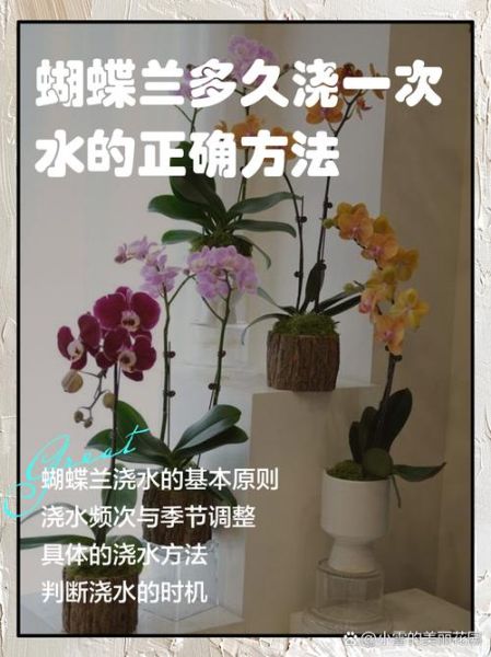 蝴蝶兰怎么养_蝴蝶兰多久浇一次水-第1张图片-山城妙识