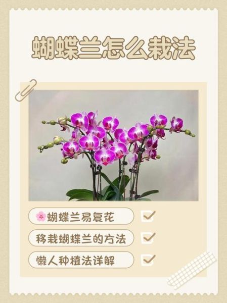 蝴蝶兰怎么养_蝴蝶兰多久浇一次水-第2张图片-山城妙识