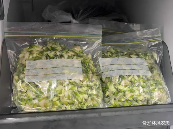 槐花放冰箱一年了还能吃吗_如何判断是否变质-第1张图片-山城妙识