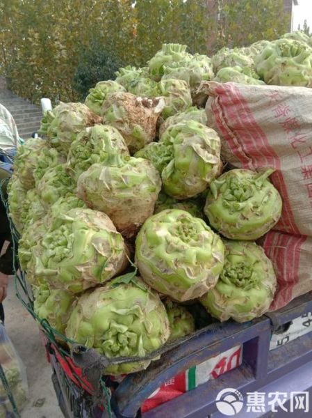 辣菜疙瘩怎么腌制_辣菜疙瘩的营养价值-第2张图片-山城妙识