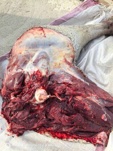 云南鸵鸟肉事件真相_鸵鸟肉能吃吗-第1张图片-山城妙识 云南鸵鸟肉事件真相_鸵鸟肉能吃吗-第1张图片-山城妙识