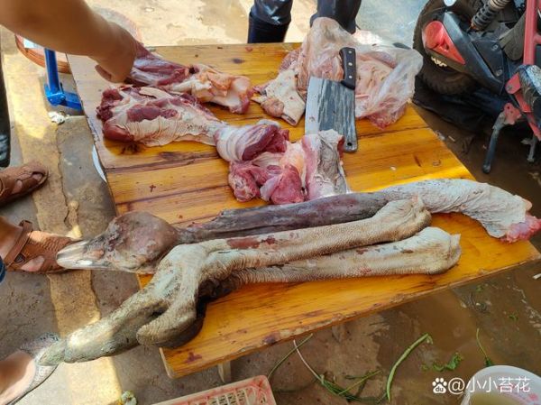 云南鸵鸟肉事件真相_鸵鸟肉能吃吗-第3张图片-山城妙识 云南鸵鸟肉事件真相_鸵鸟肉能吃吗-第3张图片-山城妙识