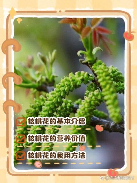 新鲜核桃花怎么吃_核桃花有什么营养价值-第3张图片-山城妙识