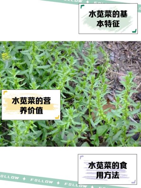 苋菜要不要焯水_苋菜焯水营养会流失吗-第1张图片-山城妙识 苋菜要不要焯水_苋菜焯水营养会流失吗-第1张图片-山城妙识