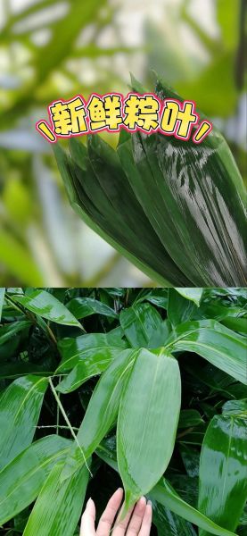 粽子叶泡多久可以包粽子_新鲜粽叶怎么处理-第3张图片-山城妙识