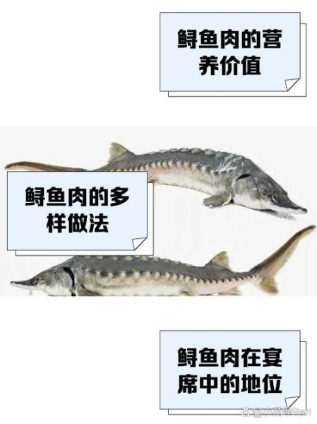鲟鱼和中华鲟的区别_中华鲟是鲟鱼吗-第1张图片-山城妙识