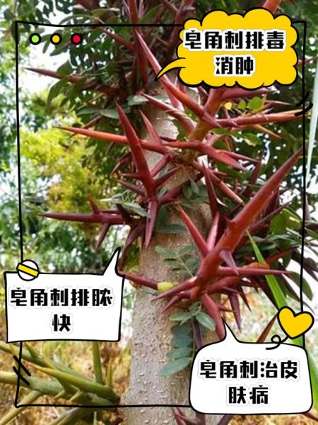 皂角刺的功效与作用_皂角刺用量是多少-第1张图片-山城妙识 皂角刺的功效与作用_皂角刺用量是多少-第1张图片-山城妙识