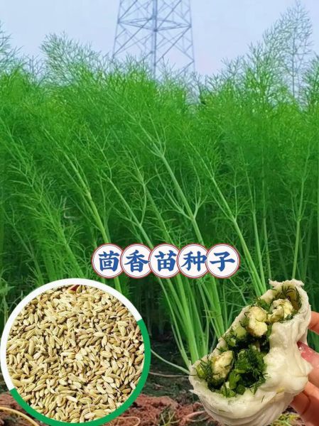 茴香苗什么时候种_北方几月播种最合适-第1张图片-山城妙识