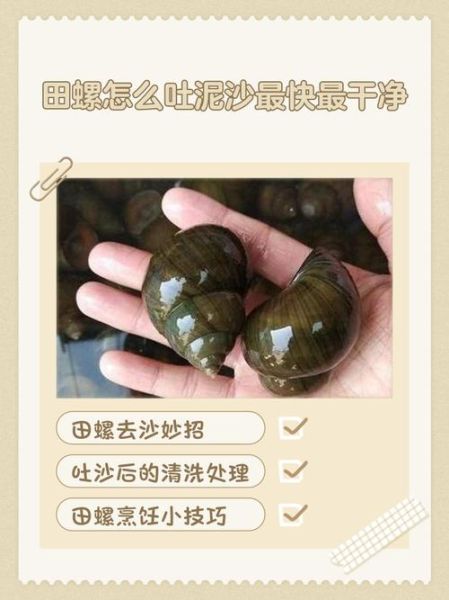 大田螺怎么清洗_大田螺去腥技巧-第2张图片-山城妙识