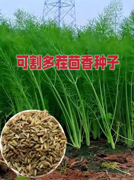茴香苗什么时候种_北方几月播种最合适-第3张图片-山城妙识