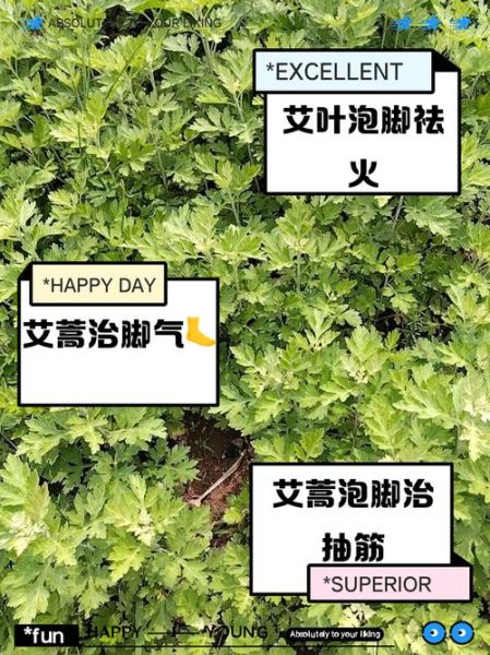 长期用艾叶泡脚有没有危害_艾叶泡脚的副作用-第3张图片-山城妙识