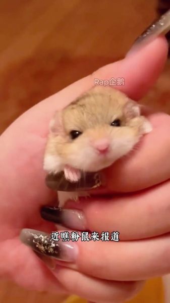 通心粉鼠吧_新手饲养通心粉鼠常见问题-第1张图片-山城妙识