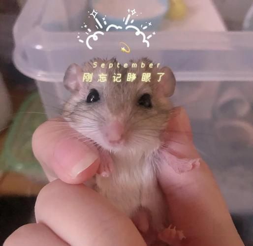 通心粉鼠吧_新手饲养通心粉鼠常见问题-第2张图片-山城妙识