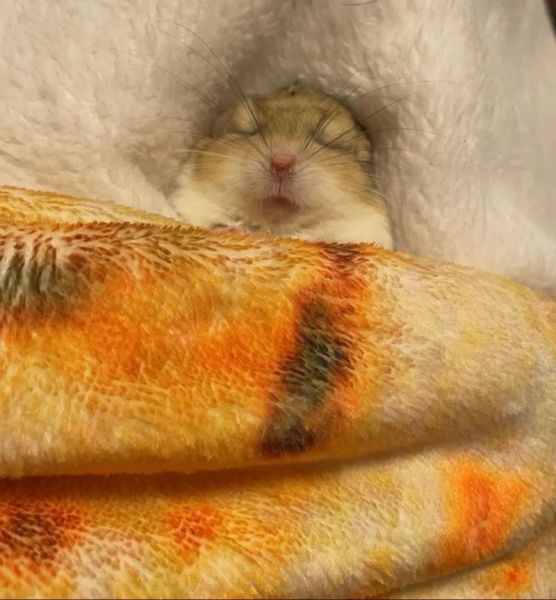 通心粉鼠吧_新手饲养通心粉鼠常见问题-第3张图片-山城妙识