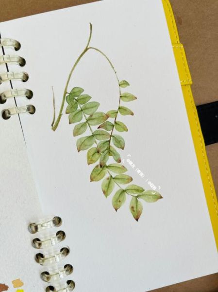 槐树叶简笔画怎么画_槐树叶简笔画步骤-第1张图片-山城妙识