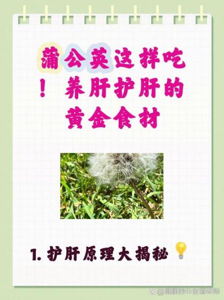 蒲公英能治肝病吗_蒲公英对肝脏的作用-第1张图片-山城妙识