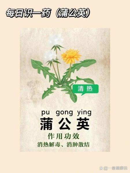 蒲公英能治肝病吗_蒲公英对肝脏的作用-第2张图片-山城妙识