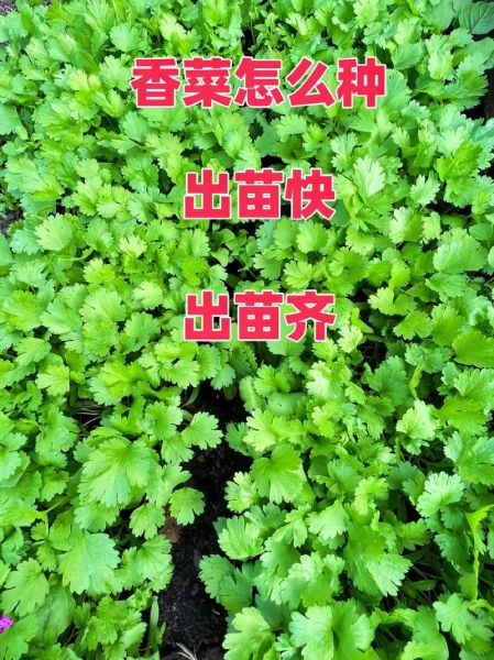 香菜怎么种最快发芽_香菜种植最简单方法-第3张图片-山城妙识