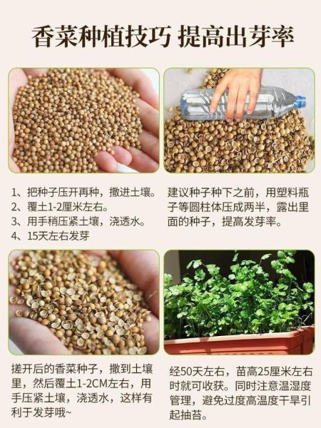 香菜怎么种最快发芽_香菜种植最简单方法-第2张图片-山城妙识