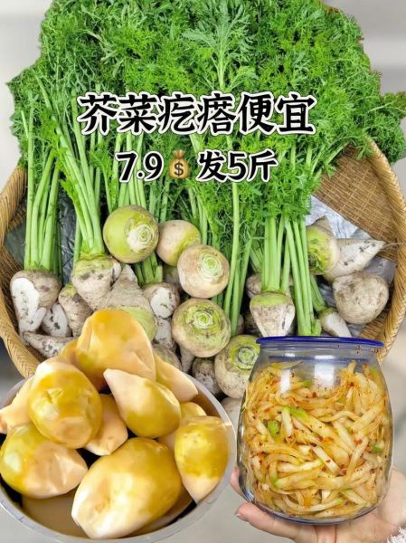 疙瘩菜的学名是什么_疙瘩菜与芥菜疙瘩区别-第2张图片-山城妙识