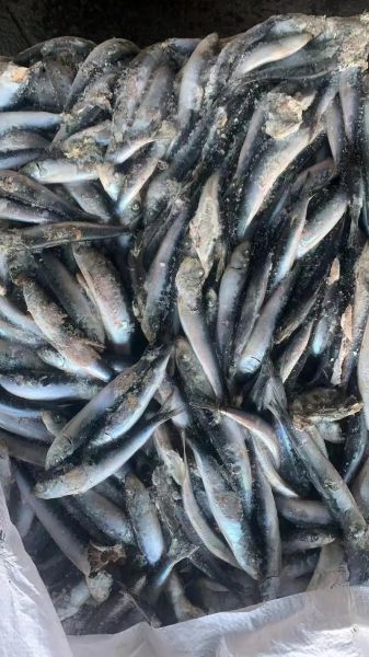 沙丁鱼图片大全大图_如何挑选高清沙丁鱼壁纸-第3张图片-山城妙识 沙丁鱼图片大全大图_如何挑选高清沙丁鱼壁纸-第3张图片-山城妙识