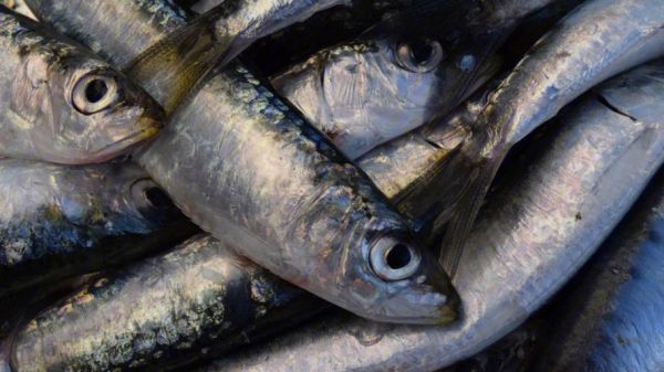 沙丁鱼图片大全大图_如何挑选高清沙丁鱼壁纸-第2张图片-山城妙识 沙丁鱼图片大全大图_如何挑选高清沙丁鱼壁纸-第2张图片-山城妙识