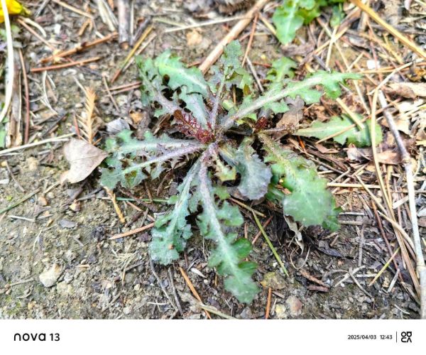 野生苦菜的功效与作用_野生苦菜怎么吃最好-第2张图片-山城妙识