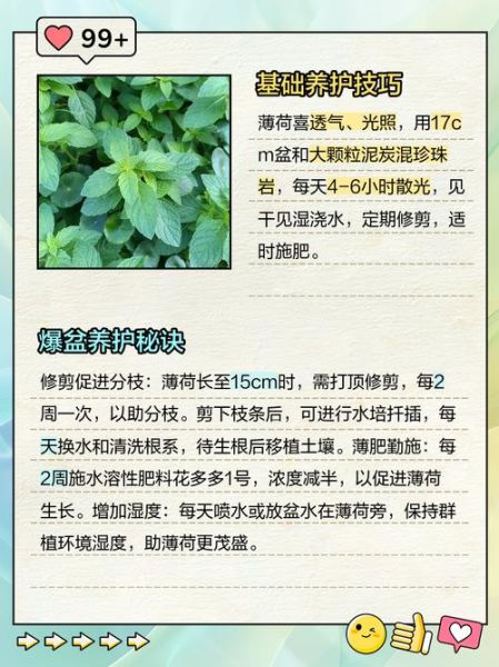 薄荷怎么养_薄荷多久浇一次水-第2张图片-山城妙识