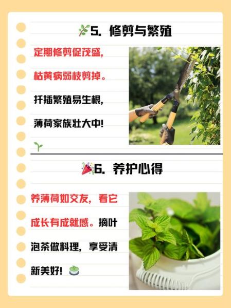 薄荷怎么养_薄荷多久浇一次水-第3张图片-山城妙识