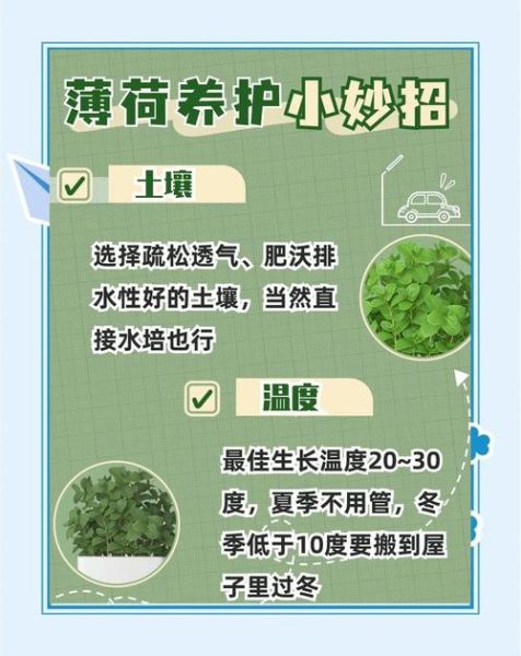 薄荷怎么养_薄荷多久浇一次水-第1张图片-山城妙识
