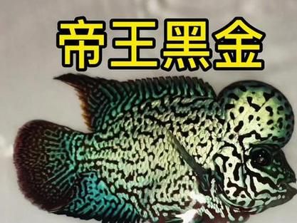 最贵罗汉鱼100万_为什么这么贵-第3张图片-山城妙识