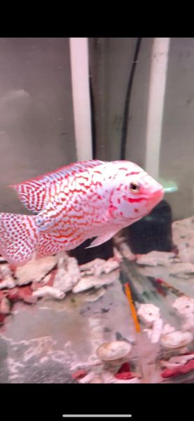 最贵罗汉鱼100万_为什么这么贵-第2张图片-山城妙识