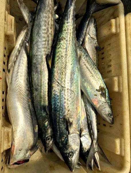 乌鸡鲅鱼是什么梗_乌鸡鲅鱼图片出处-第3张图片-山城妙识 乌鸡鲅鱼是什么梗_乌鸡鲅鱼图片出处-第3张图片-山城妙识