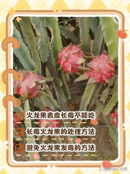 火龙果皮烂了还能吃吗_火龙果皮发霉了怎么处理-第1张图片-山城妙识
