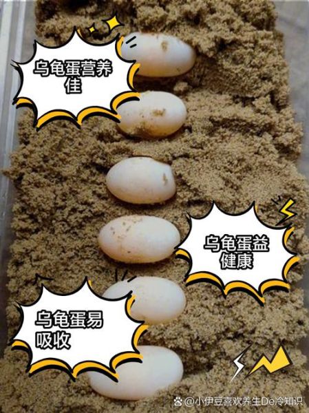 乌龟蛋可以吃吗_乌龟蛋怎么吃安全-第1张图片-山城妙识