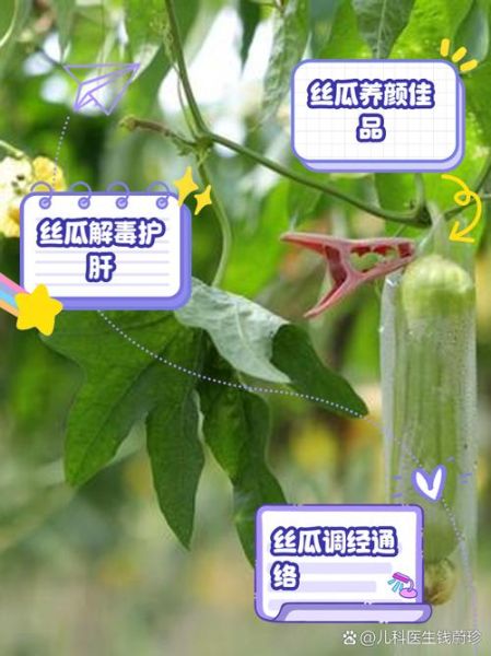 丝瓜的药用价值有哪些_丝瓜能治什么病-第1张图片-山城妙识
