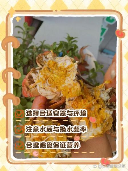 大闸蟹怎么养几天不死_活蟹保存技巧-第3张图片-山城妙识