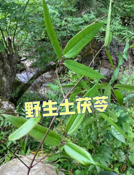土茯苓的功效与作用_土茯苓怎么吃最好-第1张图片-山城妙识