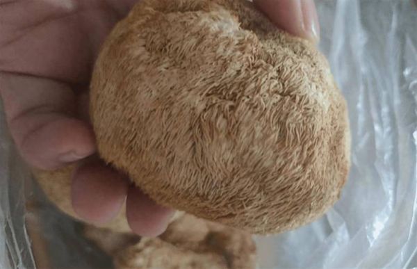 干猴头菇泡发不苦的窍门_猴头菇怎么去苦味-第2张图片-山城妙识