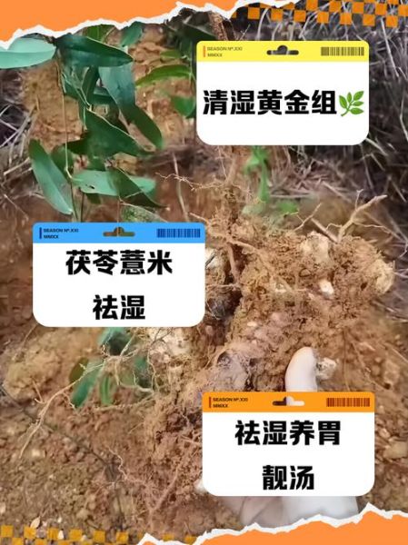 土茯苓的功效与作用_土茯苓怎么吃最好-第3张图片-山城妙识