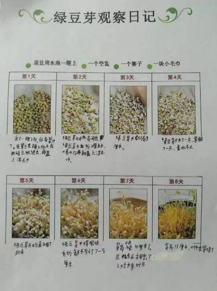 绿豆观察日记7天怎么写_绿豆发芽全过程记录-第1张图片-山城妙识 绿豆观察日记7天怎么写_绿豆发芽全过程记录-第1张图片-山城妙识