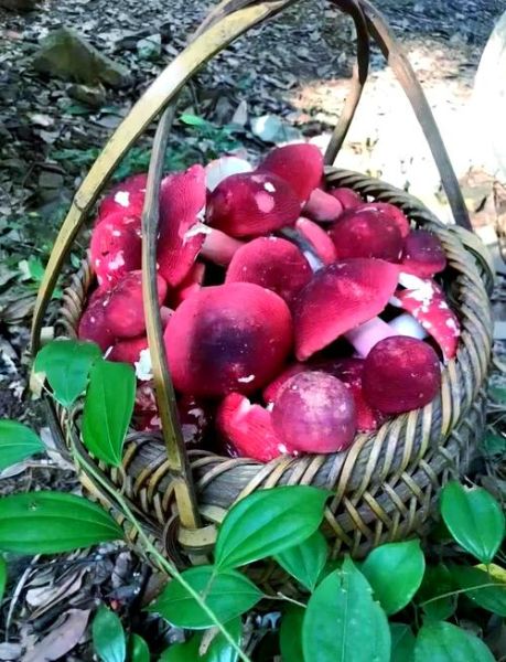 红菇的功效与作用_红菇的禁忌人群有哪些-第3张图片-山城妙识 红菇的功效与作用_红菇的禁忌人群有哪些-第3张图片-山城妙识